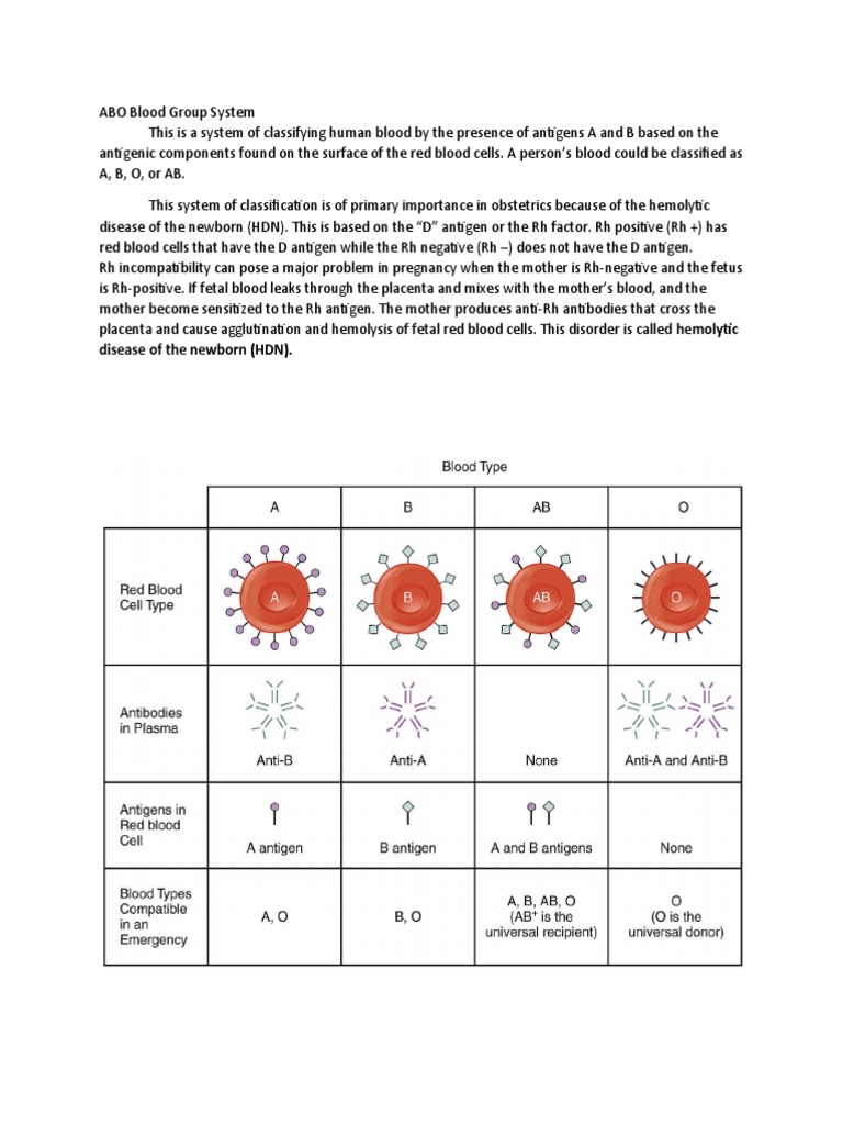ABO Blood Group System | PDF