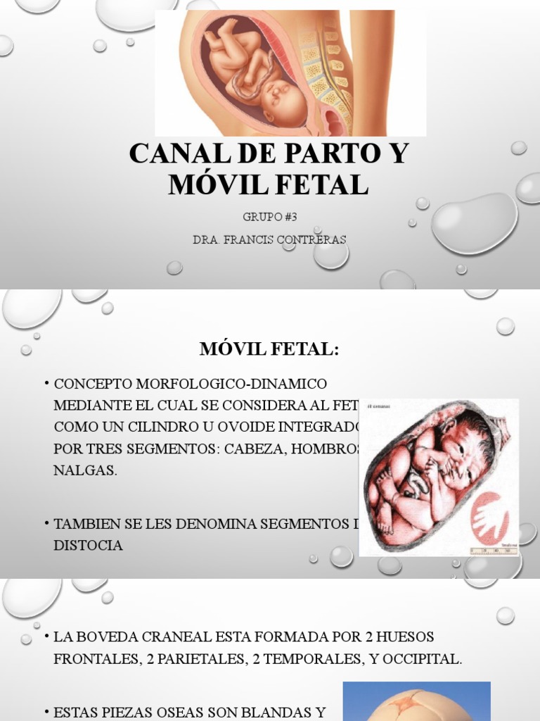Canal de Parto y Móvil Fetal | PDF | Pelvis | Anatomía