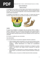 Mandibula | PDF | Anatomía humana | Anatomía