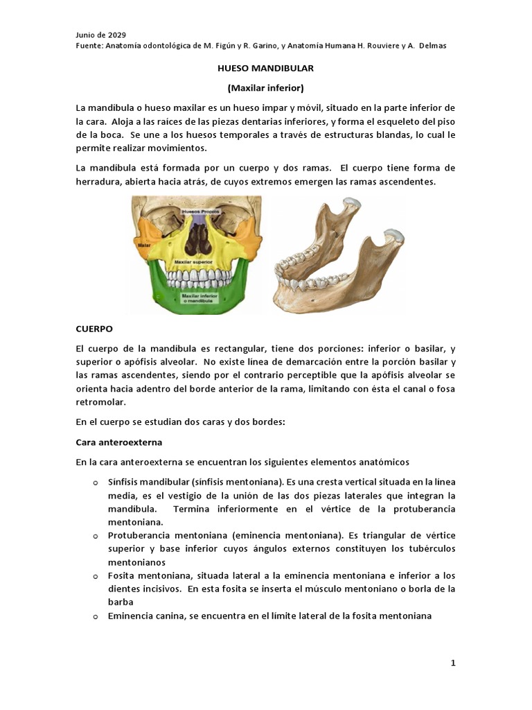 Hueso Mandibular | PDF | Anatomía humana | Cabeza y cuello humanos