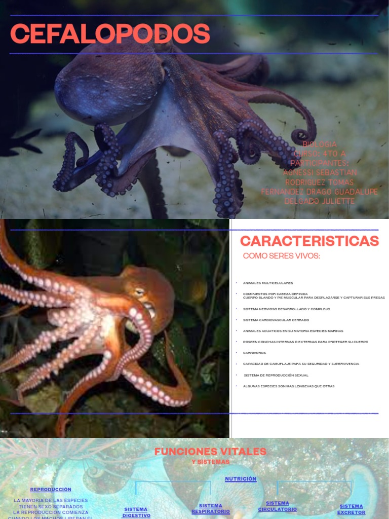 Cefalopodos 230509 111843 | PDF | Sistema digestivo humano | Boca