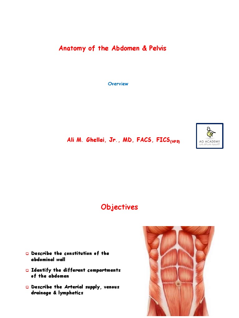 An In-Depth Exploration of the Anatomy of the Abdomen and Pelvis | PDF ...
