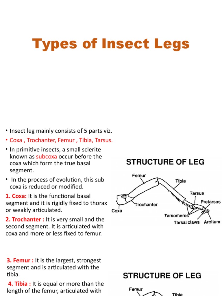 Legs | PDF