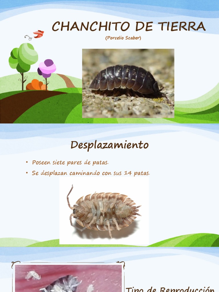 Características del Chanchito de Tierra | PDF