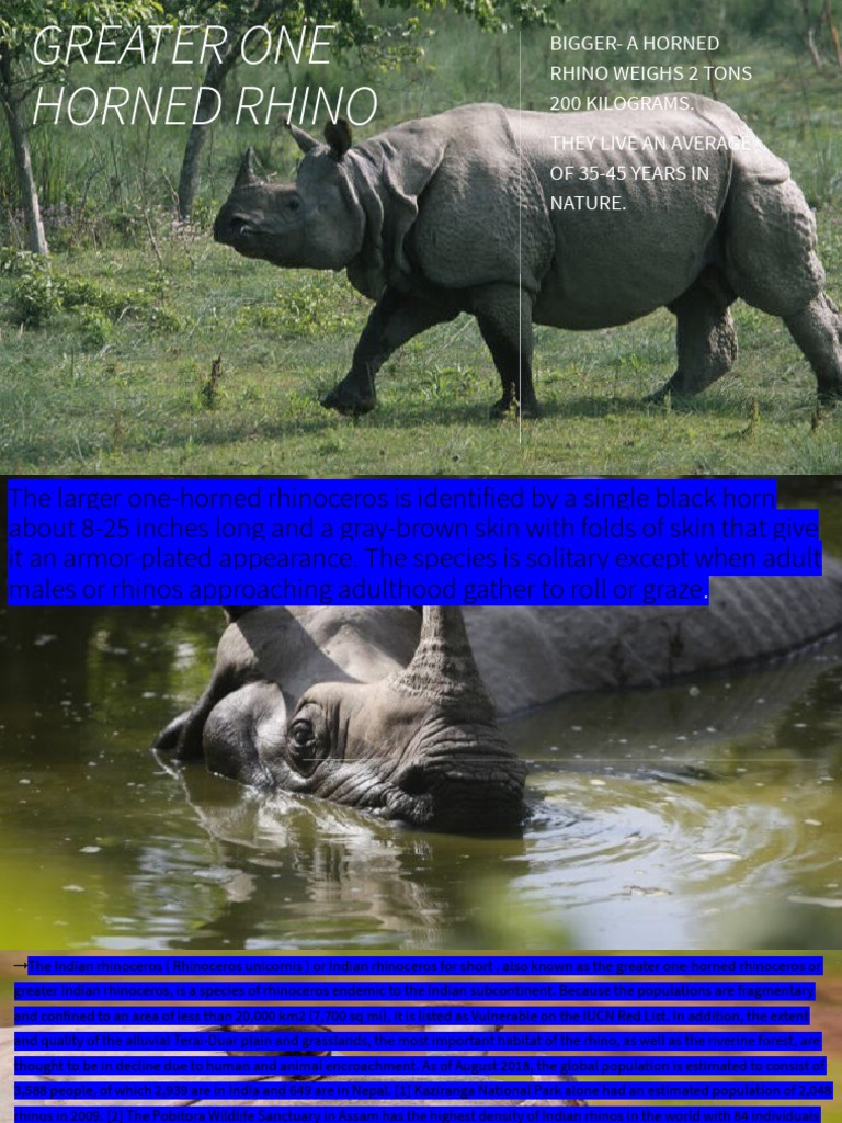 Greater-One Horned Rhinoceros | PDF