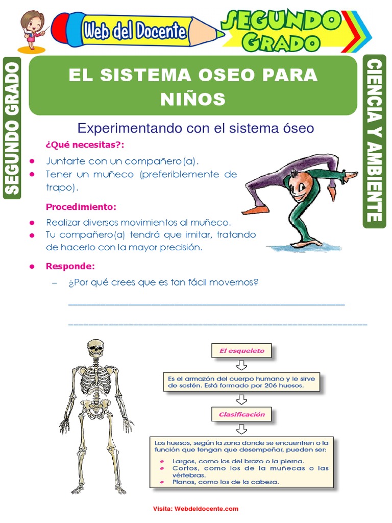 El Sistema Oseo Para Niños Para Segundo Grado De Primaria Pdf Hueso
