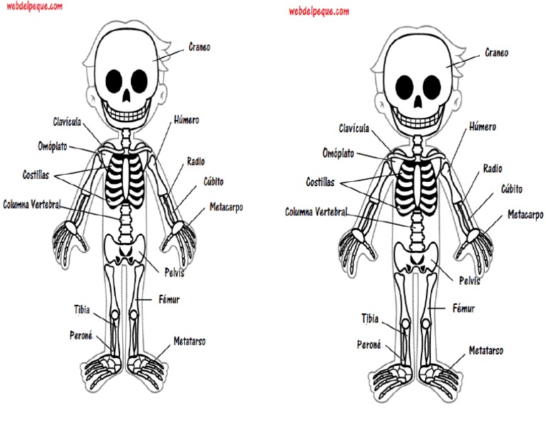 El Esqueleto PDF | PDF