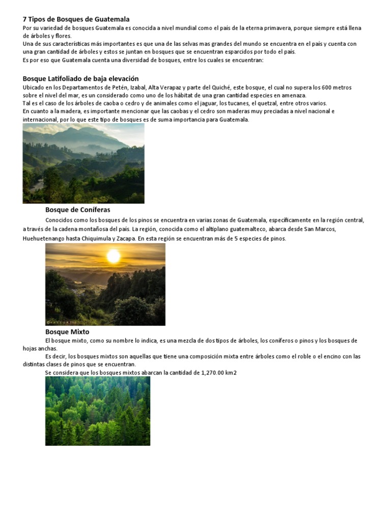 7 Tipos de Bosques de Guatemala | PDF | Los bosques | Guatemala