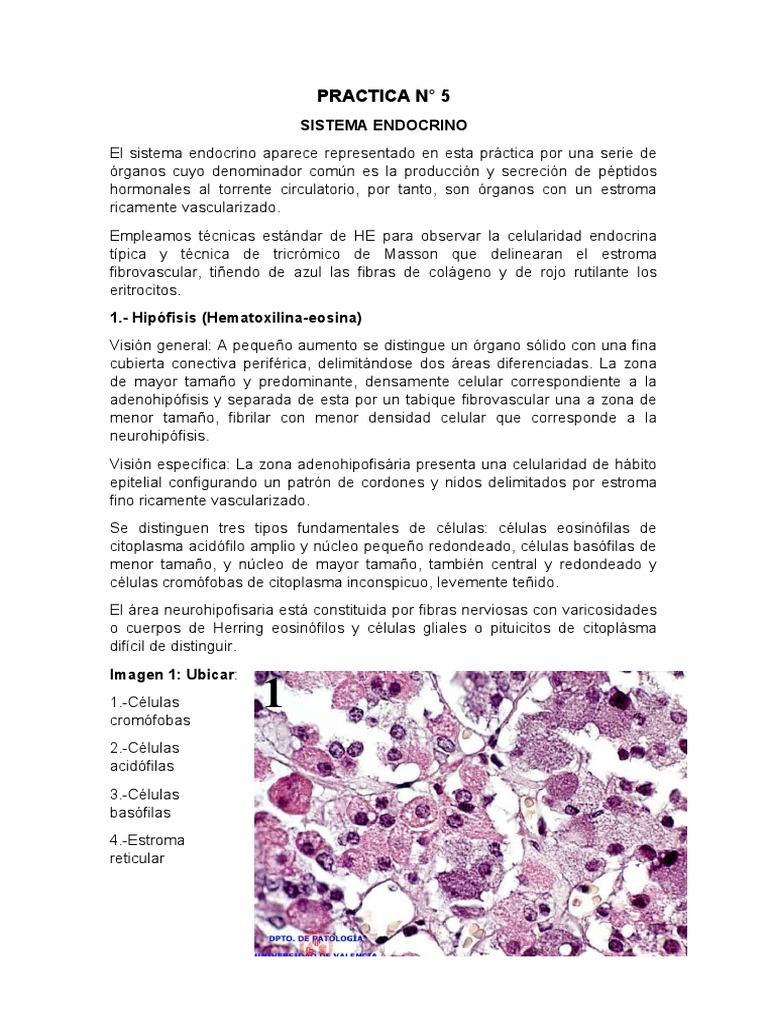PRACTICA N 5 ENdocrino | PDF