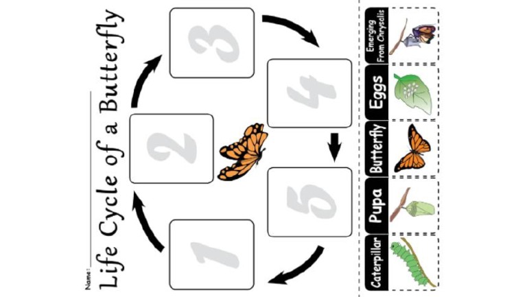 Butterfly Homework | PDF