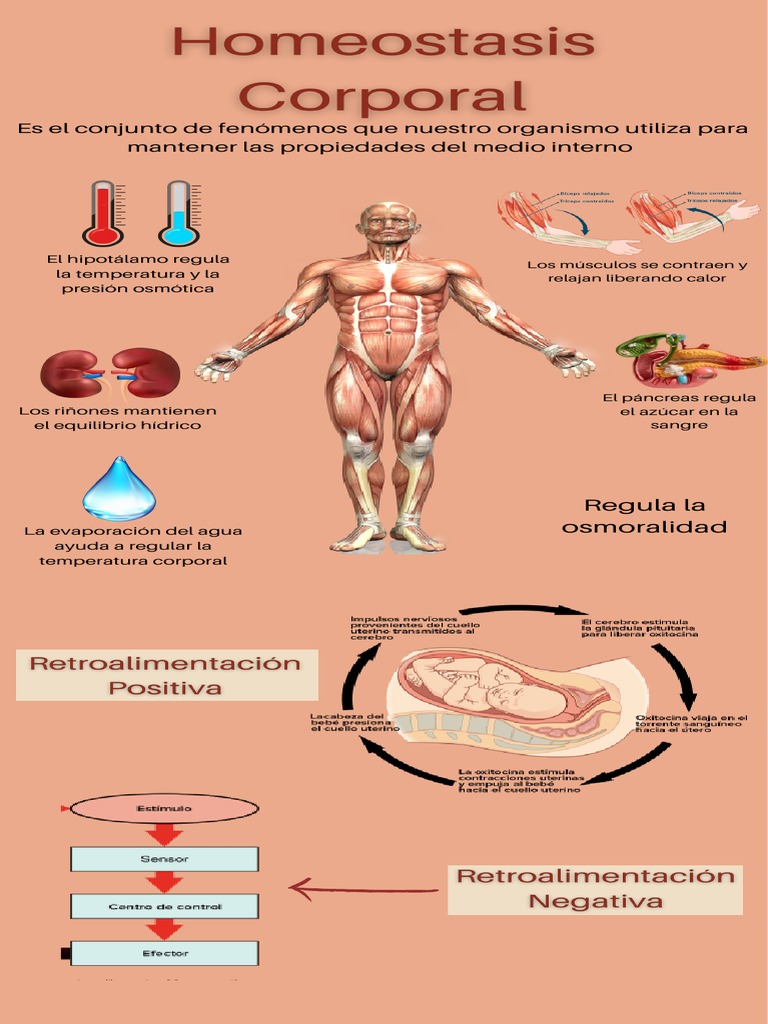 Homeostasis Infografia | PDF