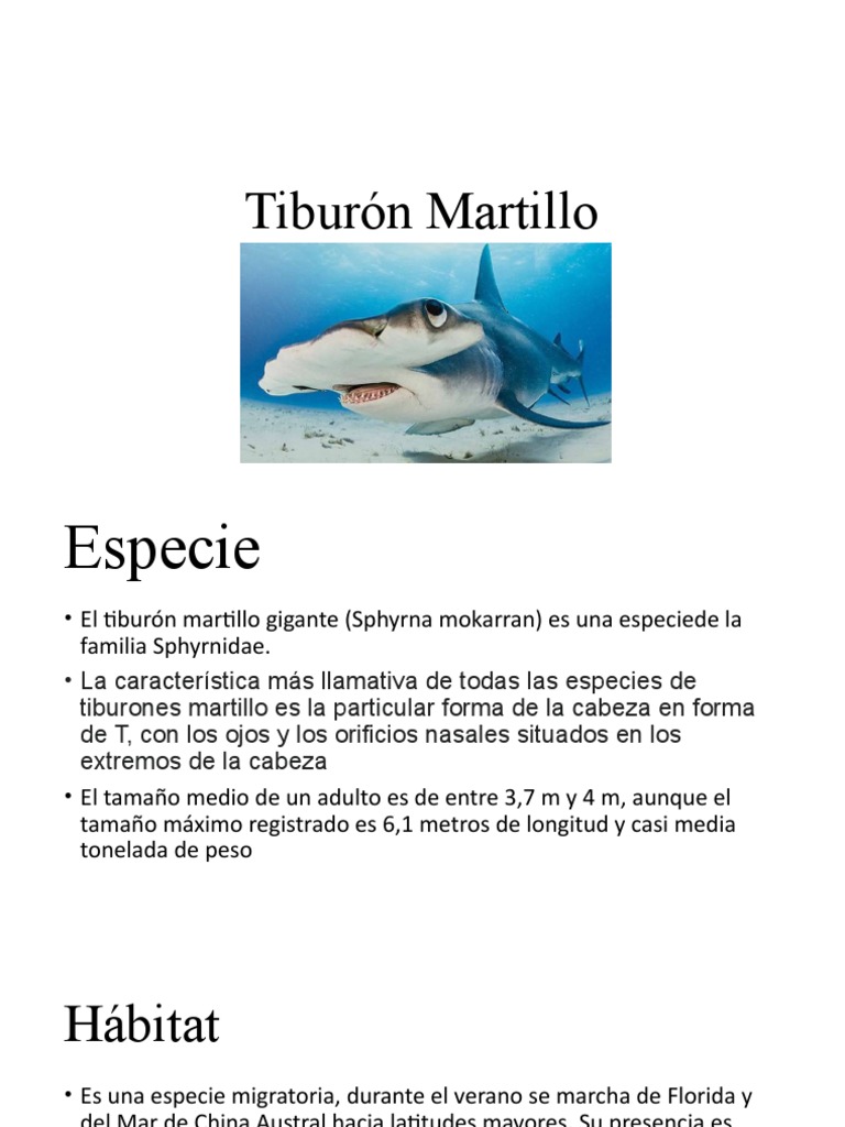 Tiburón Martillo | PDF | Viajes y turismo | Ciencia y matemáticas