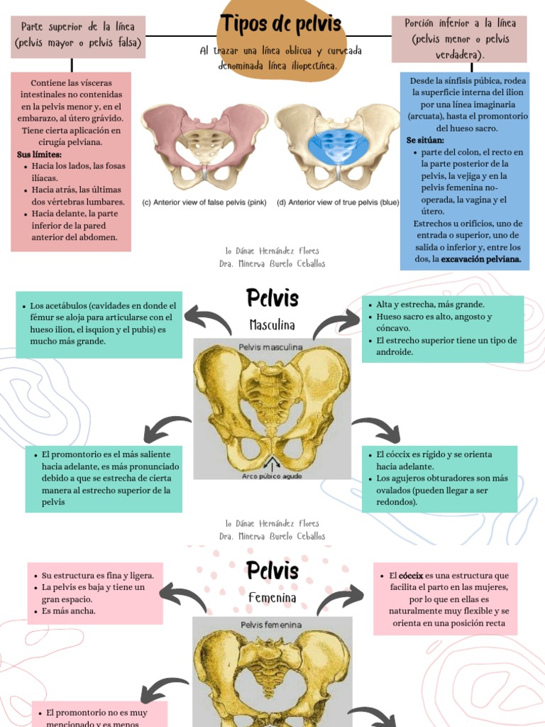 Tipos de pelvis y sus características anatómicas | PDF | Pelvis | Anatomía