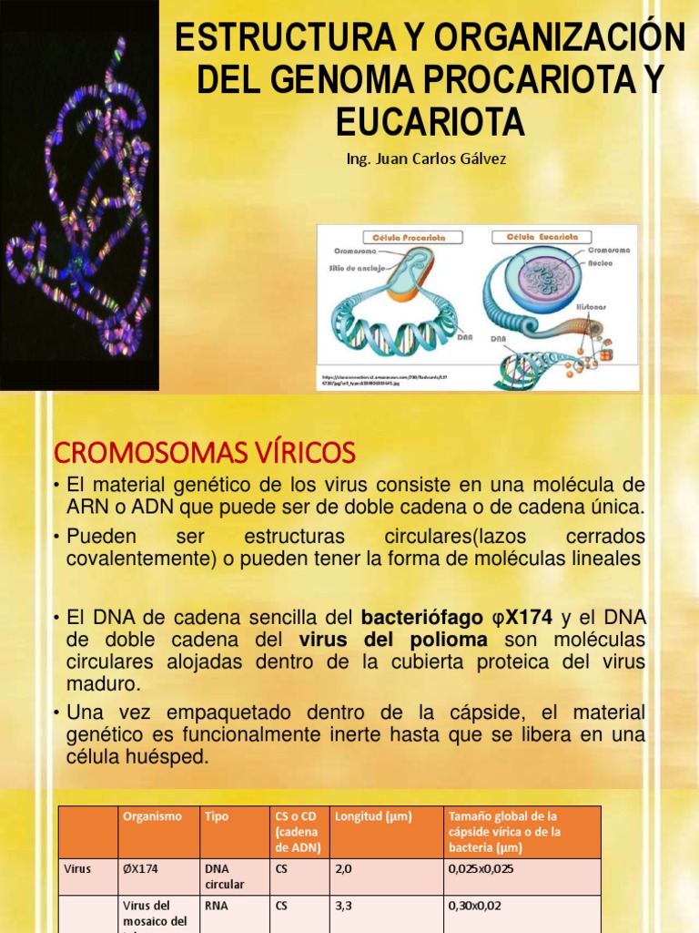 Estructura y Organización Del Genoma Procariota y Eucariota | PDF