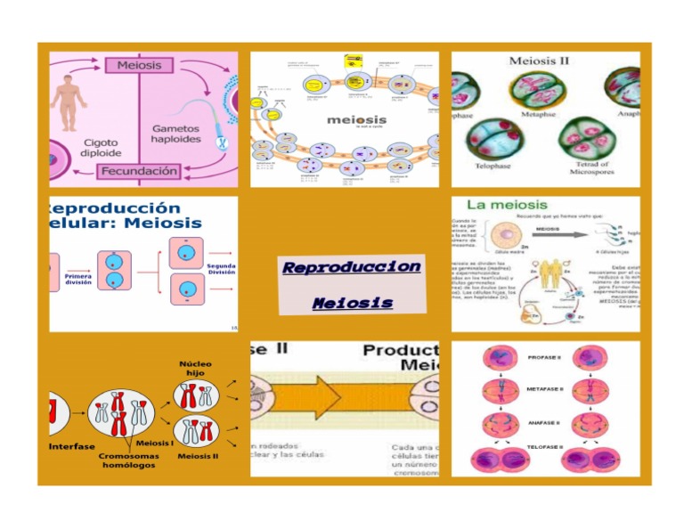 Collage Meiosis | PDF