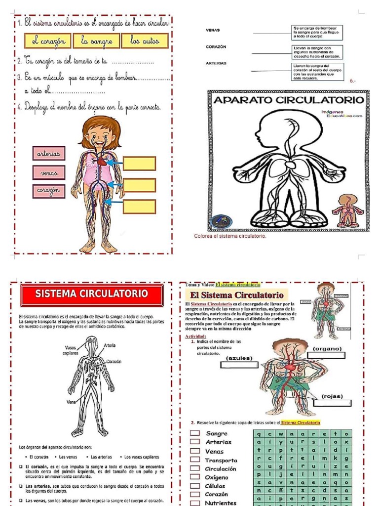 Fichas Del Sistema Circulatorio | PDF
