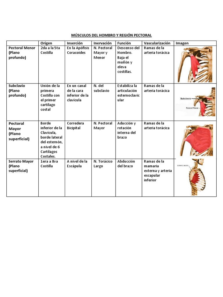 Músculos Del Hombro y Región Pectoral | PDF | Hombro | Sistema esquelético