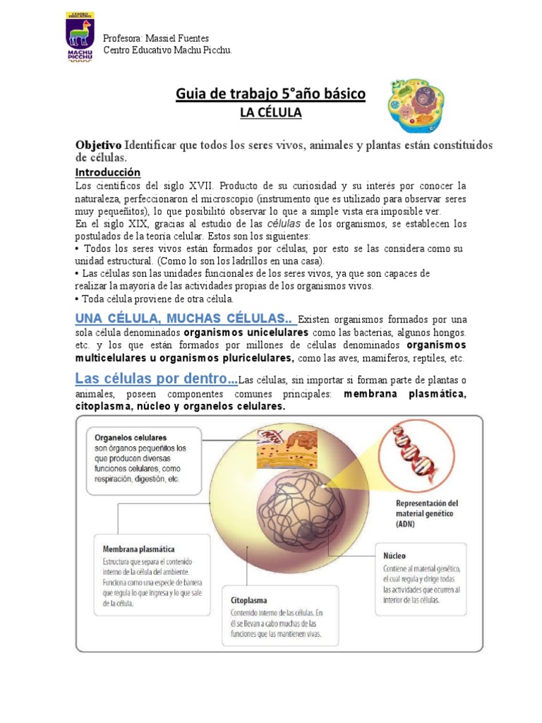 Guia La Celula Quinto Basico | PDF | Ciencias sociales | Salud y bienestar