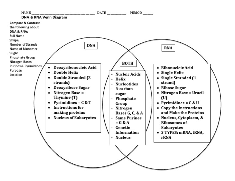 DNA and RNA Comparison Venn Diagram | PDF
