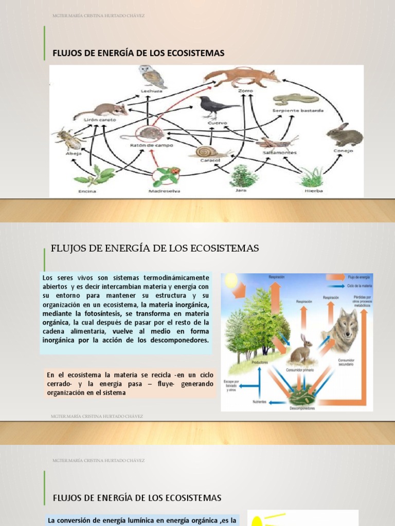 Flujo de Materia y Energía Del Ecosistema | PDF
