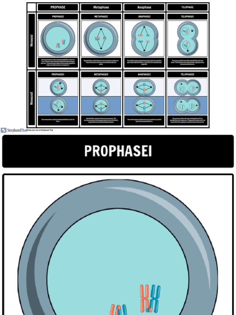 Stages of Meiosis Diagram | PDF
