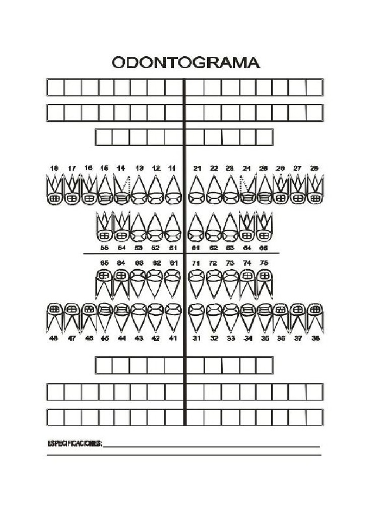 Odontograma 1 | PDF