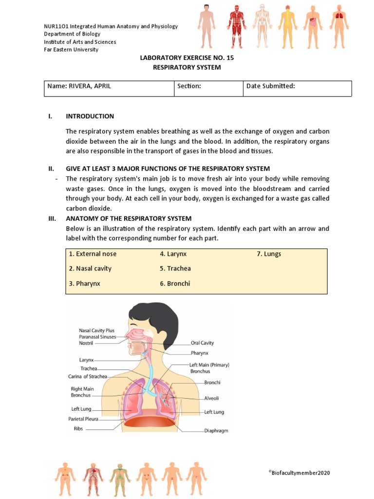 Lab Exercise15 Respiratory System | Download Free PDF | Respiratory ...