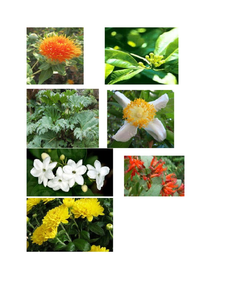 simplisia flos | PDF