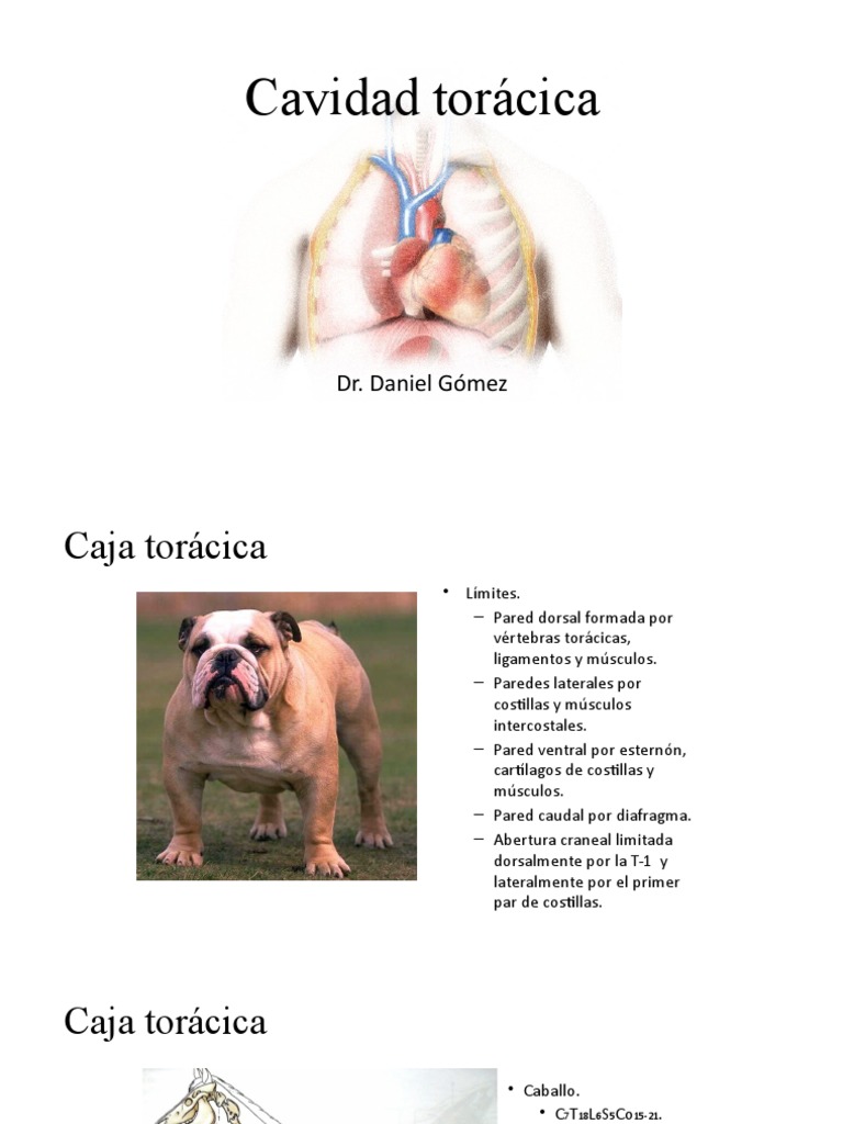 Anatomía de la Cavidad Torácica | PDF | Tórax | Pulmón