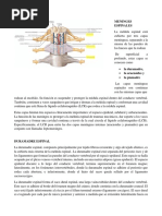 El Saco Dural Humano | PDF | Médula espinal | Anatomía