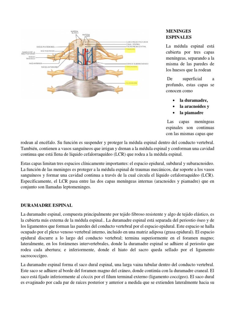 Resumen Generalidades de Meninges y Duramadre | PDF | Fluido ...