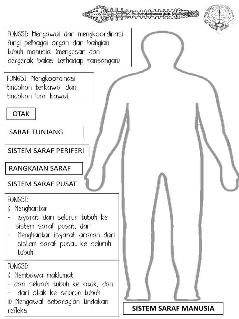 SISTEM SARAF SAINS TAHUN 6 | PDF