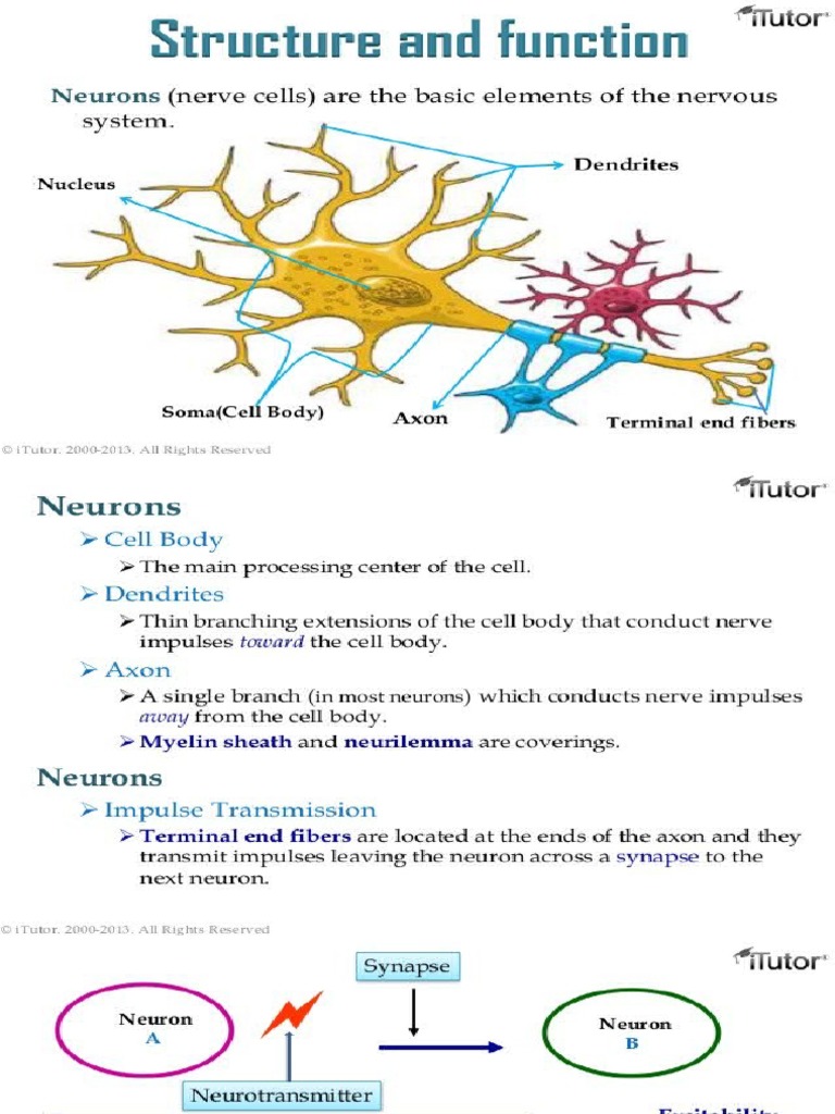 Nervous System | PDF