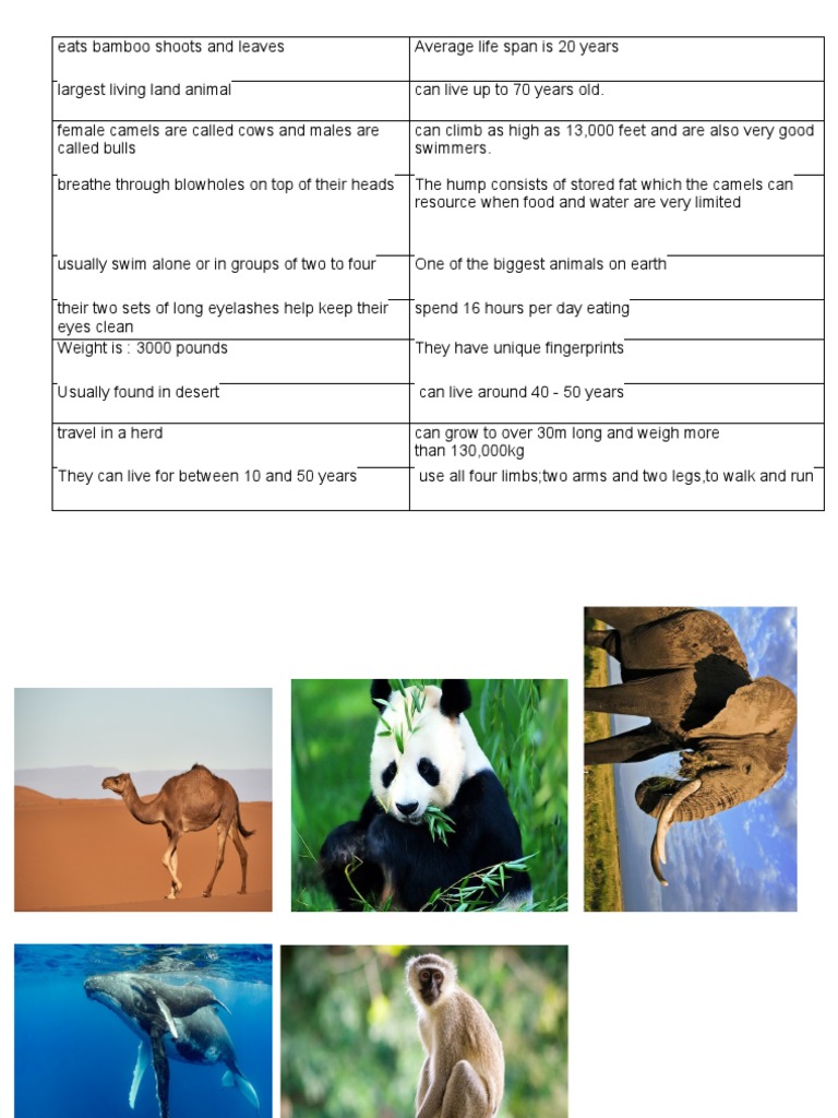 AMAZING ANIMAL Puzzle Strips | PDF