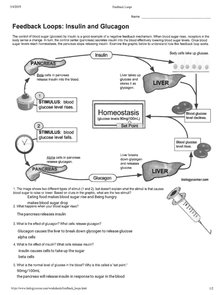 Vion - Feed Back Loops | PDF | Pancreas | Insulin