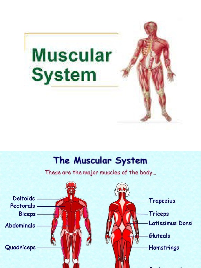 Muscular System | PDF