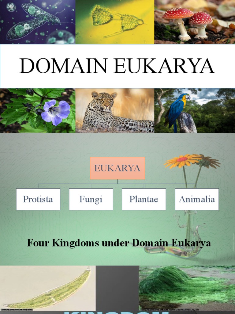Domain Eukarya | PDF