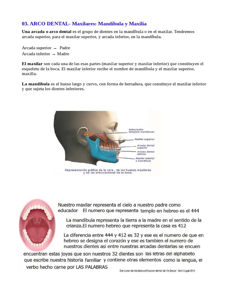 Arco Dental-Maxilares - Mandíbula y Maxilia | PDF | Digestión