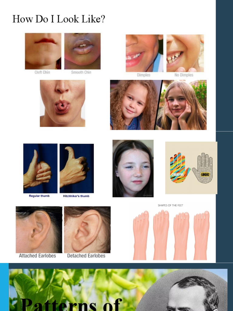 Patterns of Mendelian Inheritance | PDF | Dominance (Genetics) | Allele