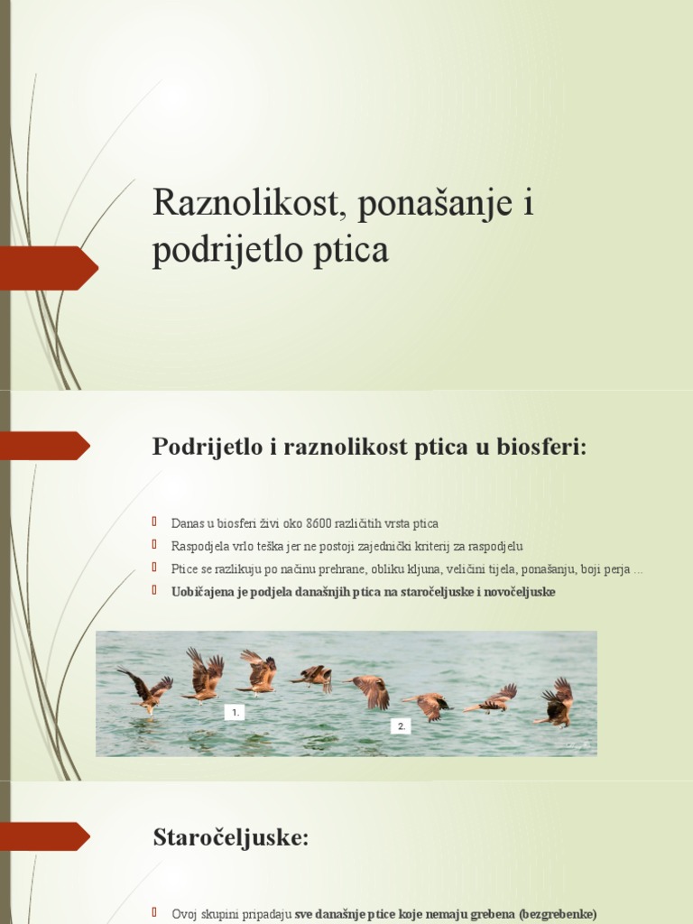 Raznolikost, Ponašanje I Podrijetlo Ptica (2.D) | PDF