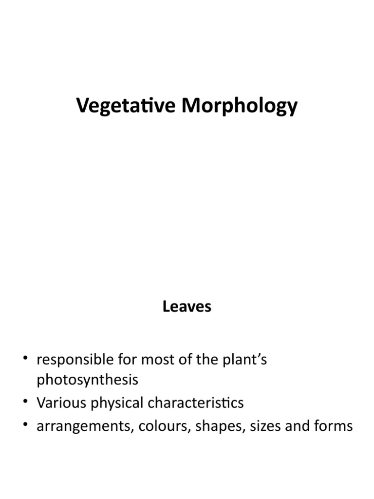 Vegetative Morphology | PDF