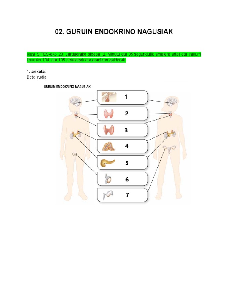 Guruin Endokrino Nagusiak | PDF