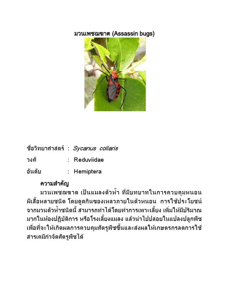 มวนเพชฌฆาต | PDF