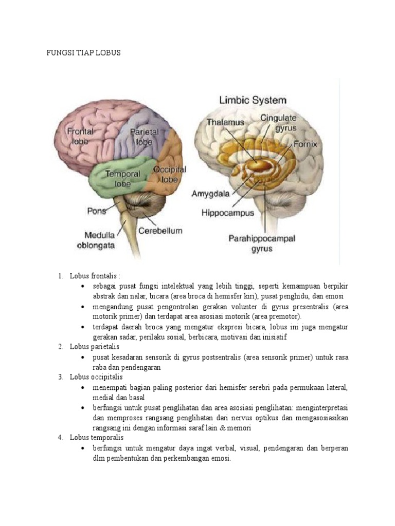 Fungsi Lobus | PDF