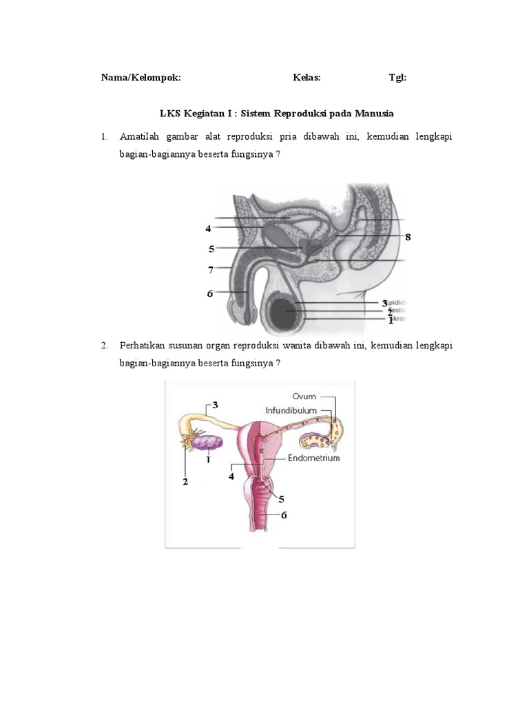 LKS Sistem Reproduksi | PDF