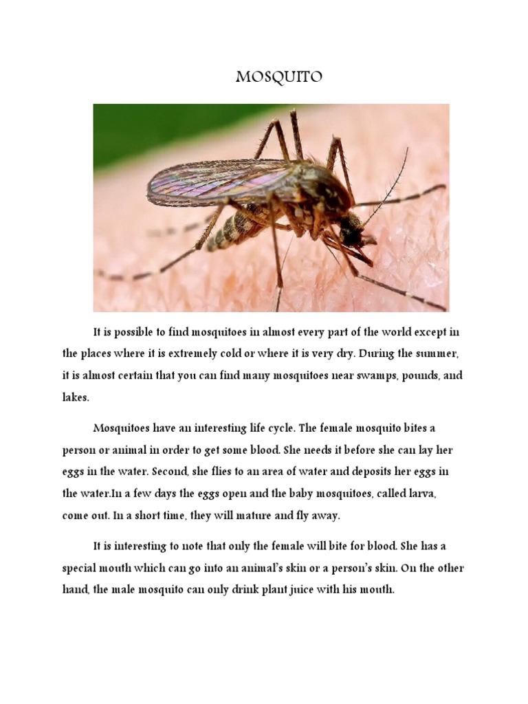 Report Teks Mosquito | PDF