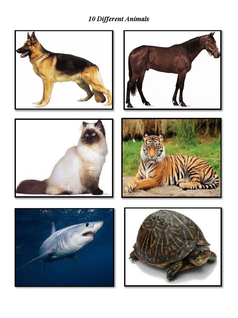 10 Different Animals | PDF