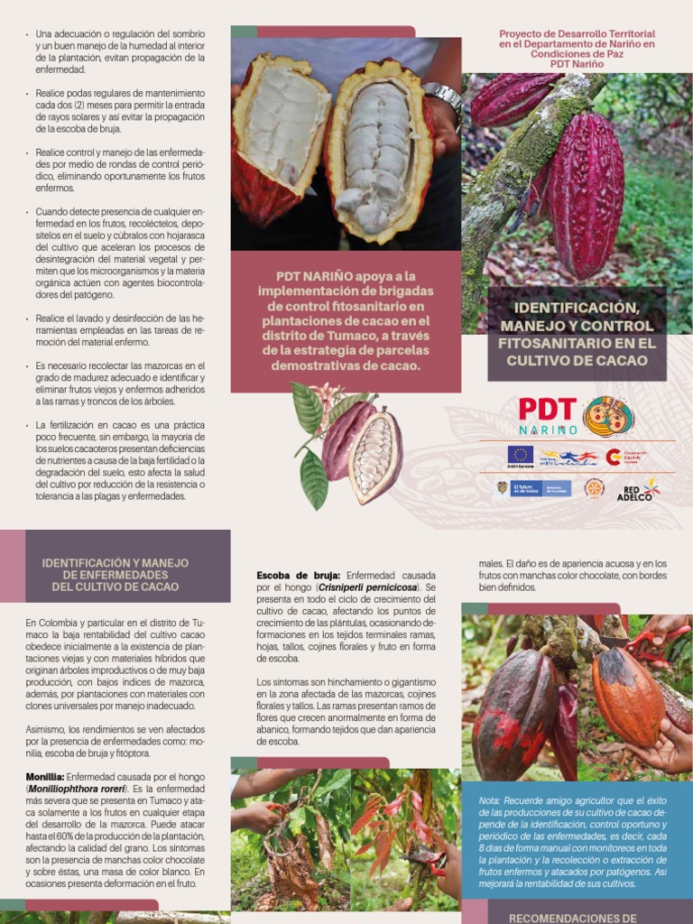 Cacao Folleto Identificacion Enfermedades | PDF | Maíz | Agricultura