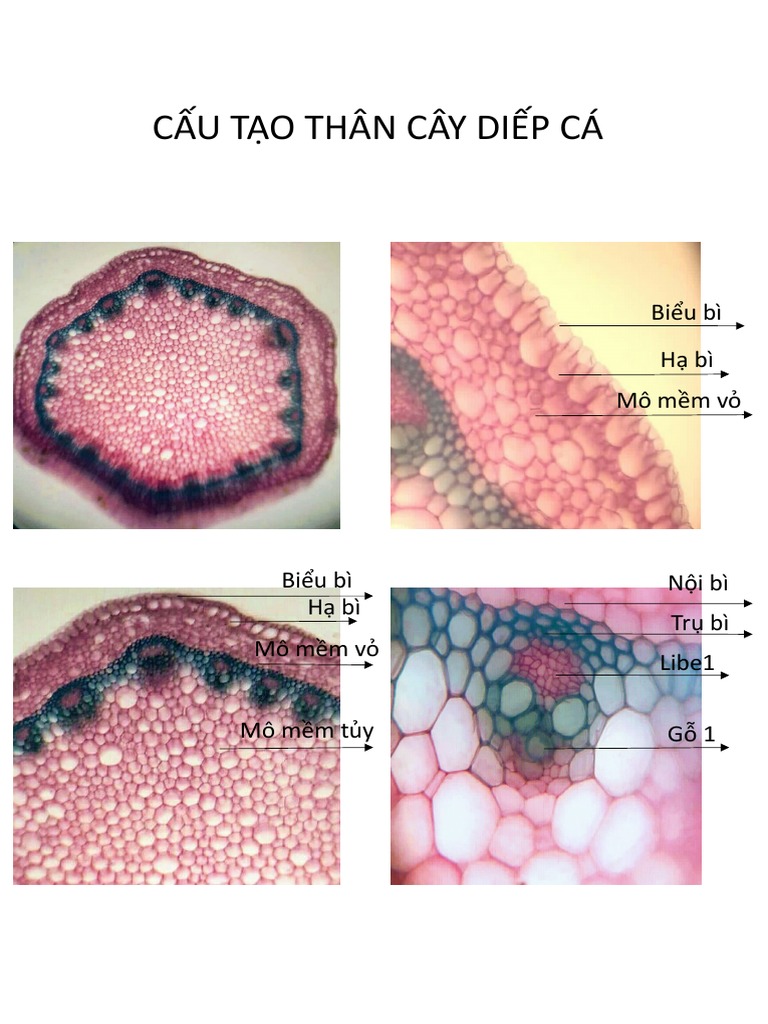 Cấu Tạo Của Thân Cây Diếp Cá | PDF
