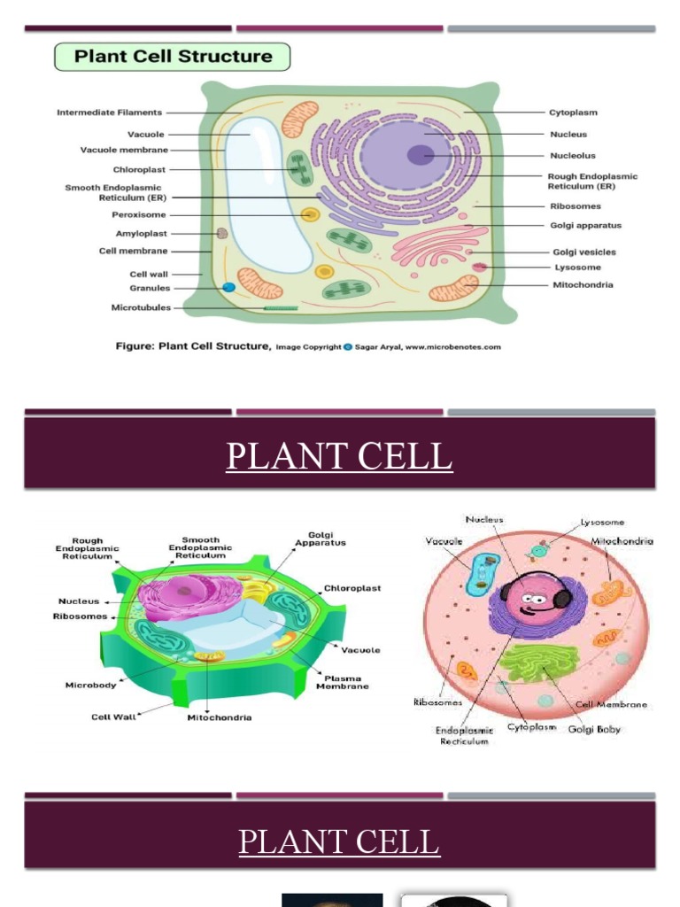 Plant Cell | PDF